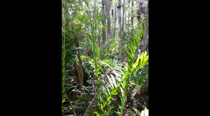Arthur R. Marshall Loxahatchee National Wildlife Refuge | South Florida ...