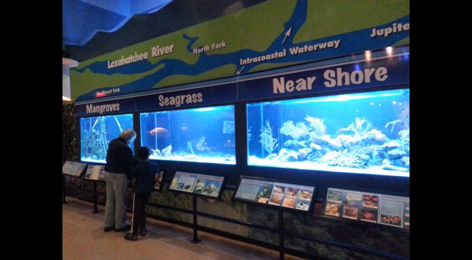 Loggerhead Marine Life Center | South Florida Finds